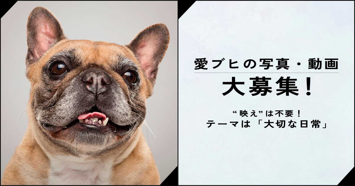 愛ブヒの「奇跡と軌跡」を大募集！「THE fu-do(ザ・フード)」アンケートキャンペーン開催中！ | フレンチブルドッグライフ